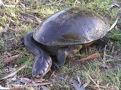 Parasites of Australian turtles